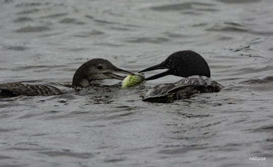 Common Loon | MNopedia
