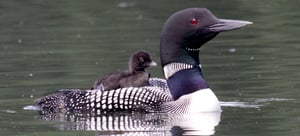 Common Loon | MNopedia